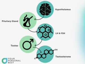 What Are The Key Hormones That Affect Male Health? - Forth